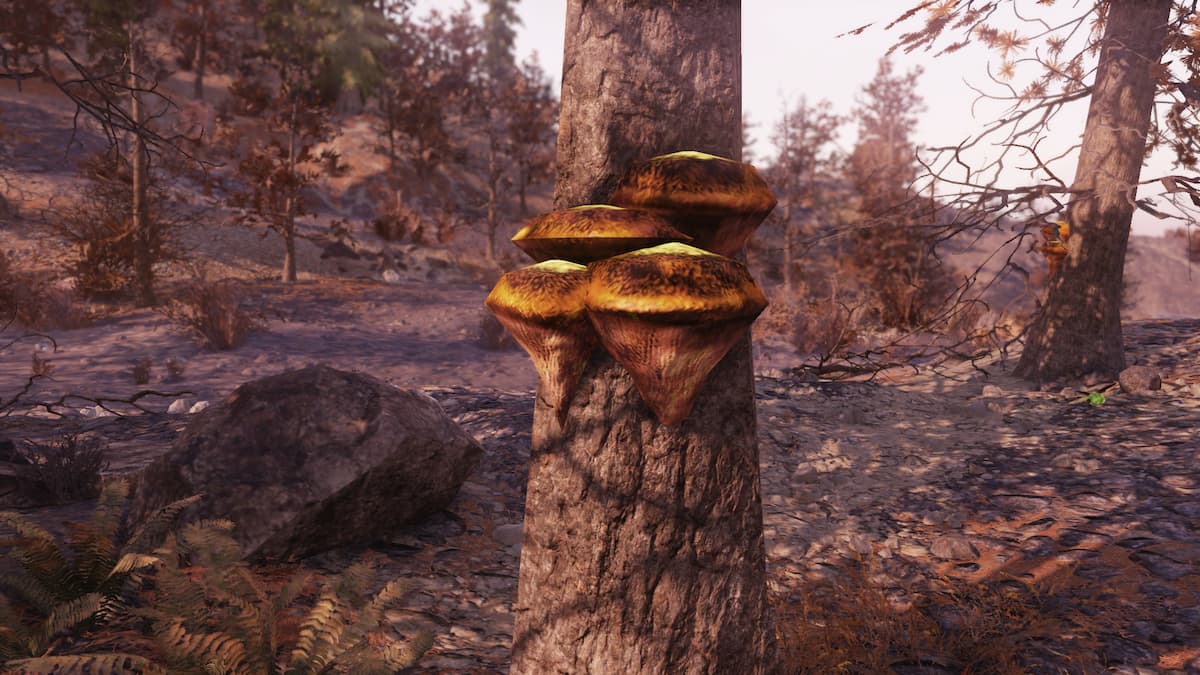 Fallout 76 Foraging Guide: Fungi and Goo – GameSkinny