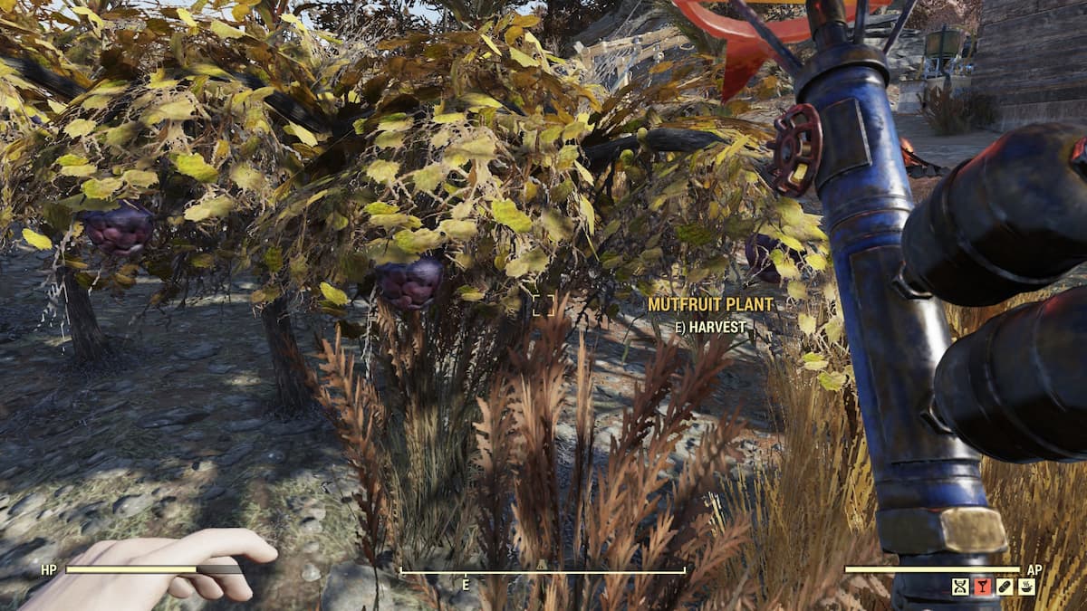 Fallout 76 Fruits and Vegetables Foraging Guide – GameSkinny