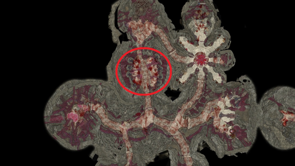 Baldur’s Gate 3: How to Find Zevlor in Act 2 – GameSkinny