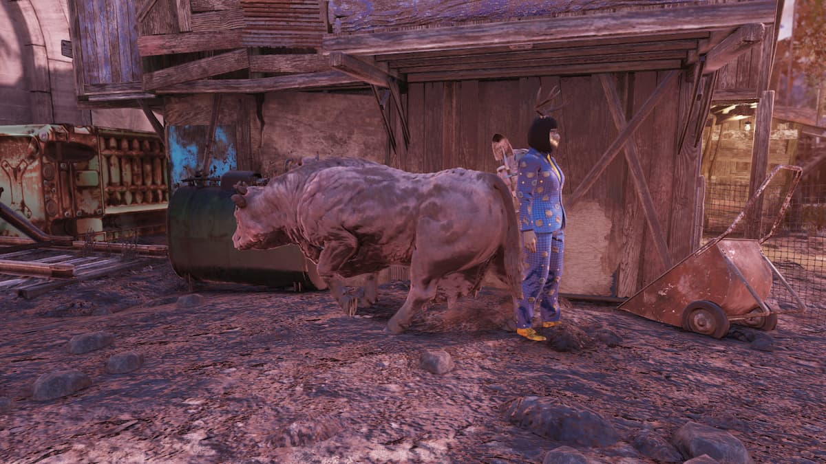 Fallout 76: How to Milk a Brahmin – GameSkinny