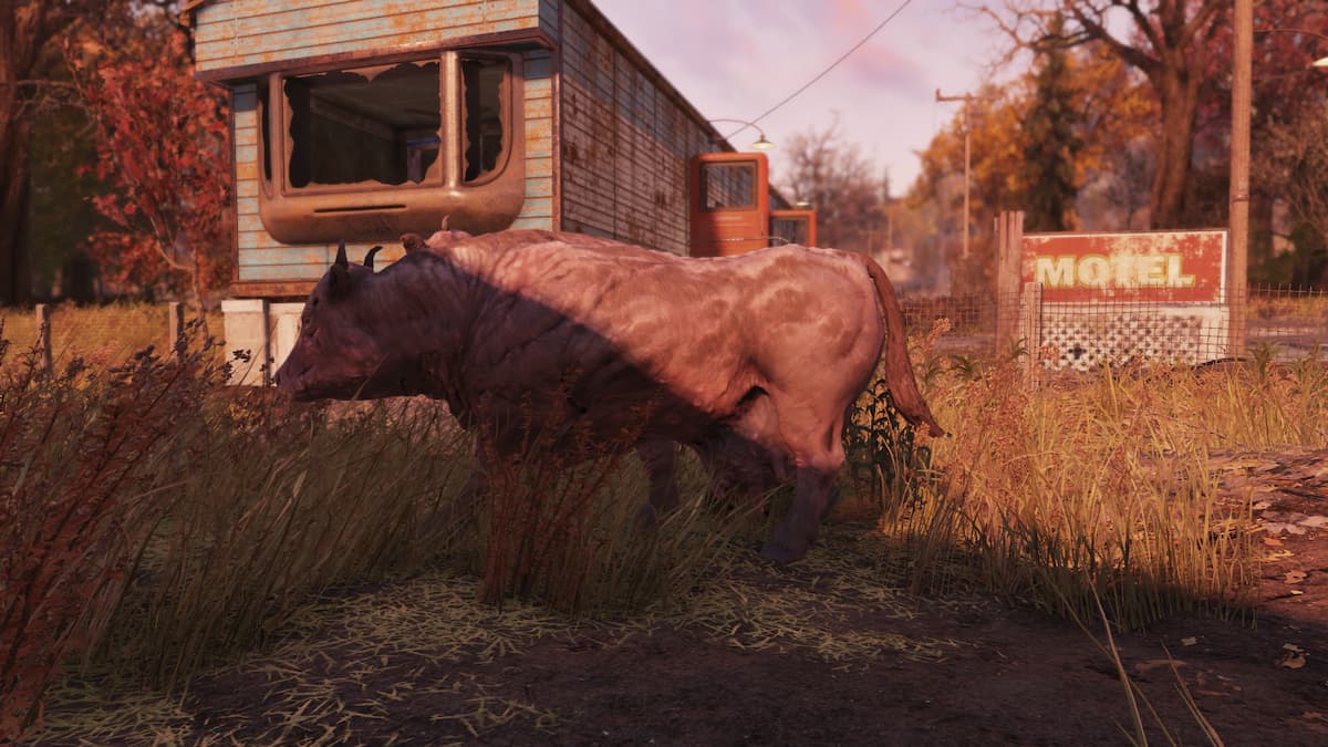 Fallout 76: How to Milk a Brahmin – GameSkinny