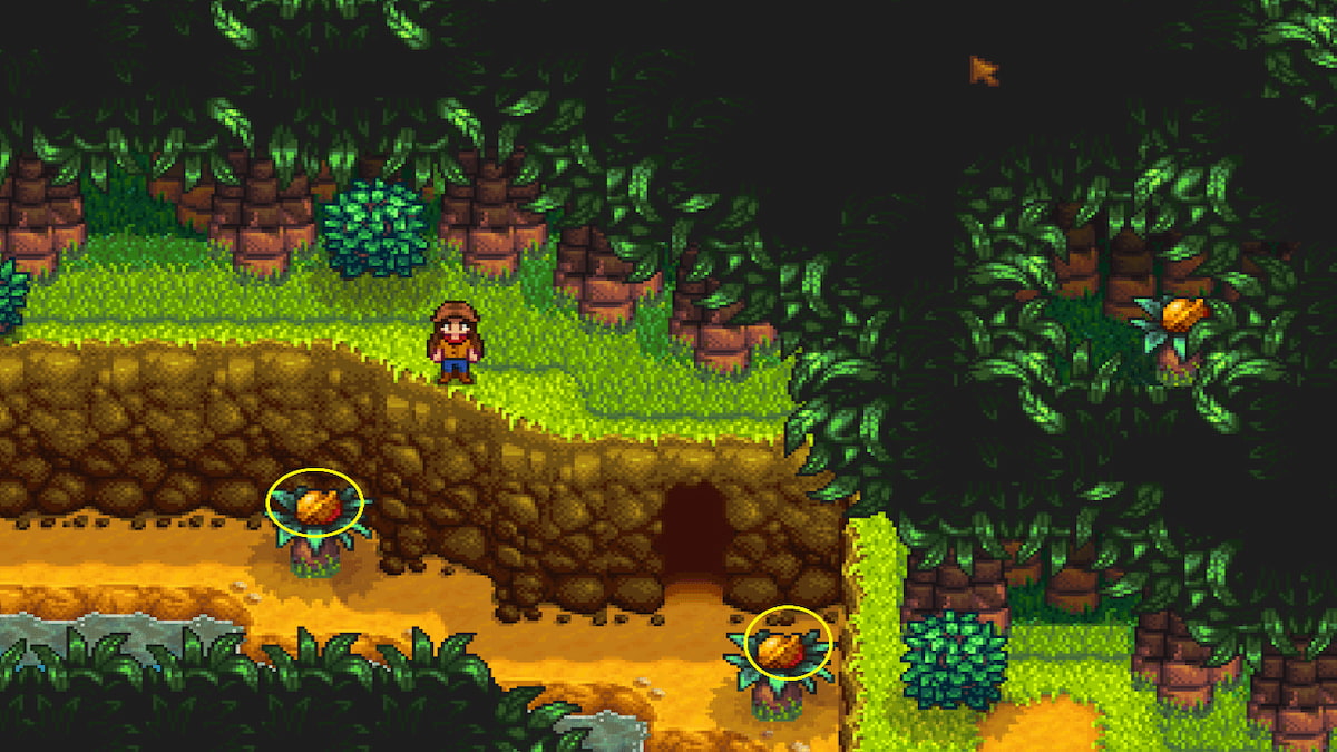 All Golden Walnut Locations in Stardew Valley – GameSkinny